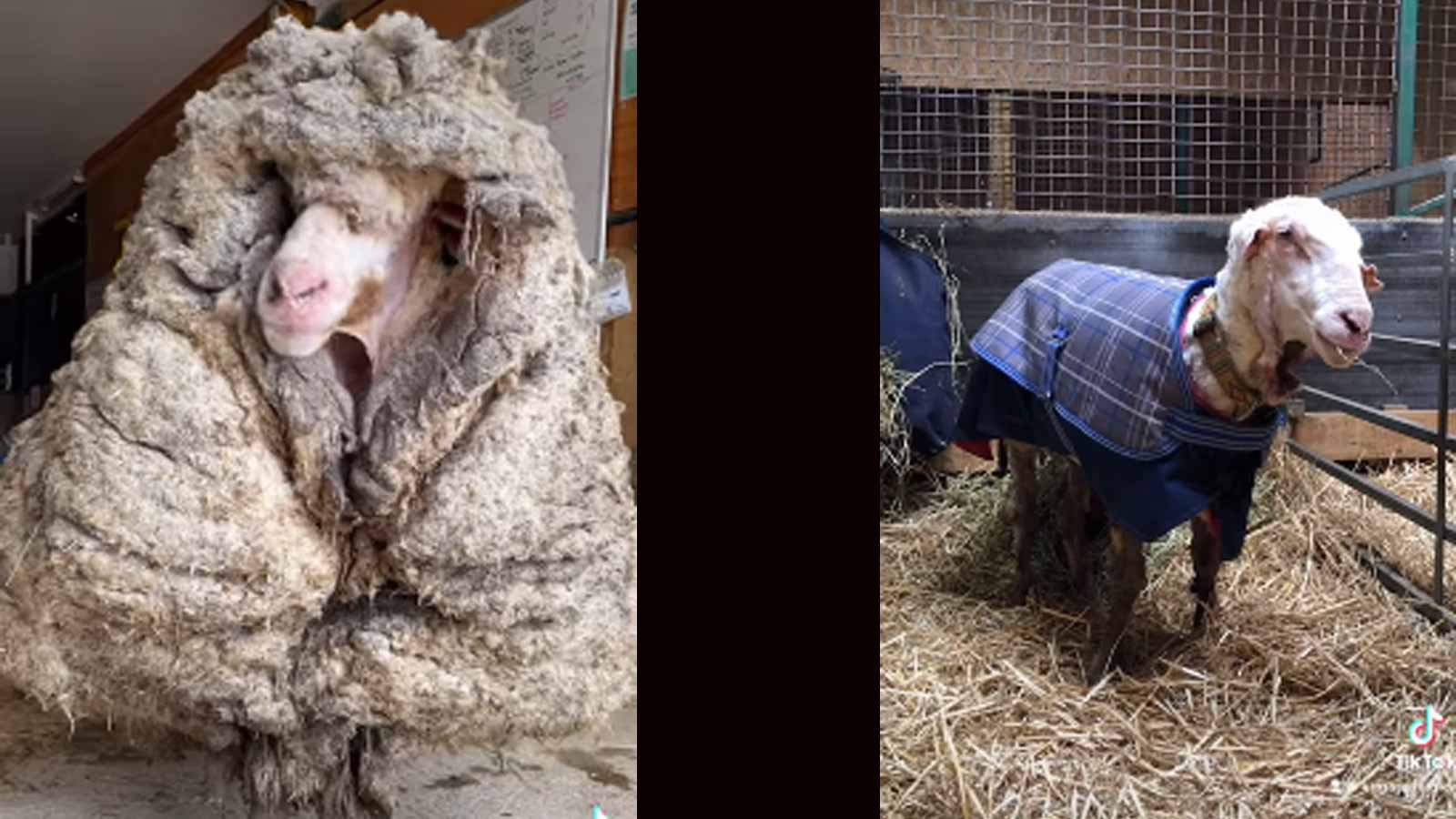 Woolly sheep: How a haircut affects you