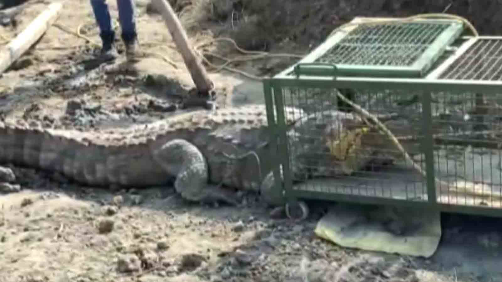 On cam: Crocodile rescued from construction site in Vadodara