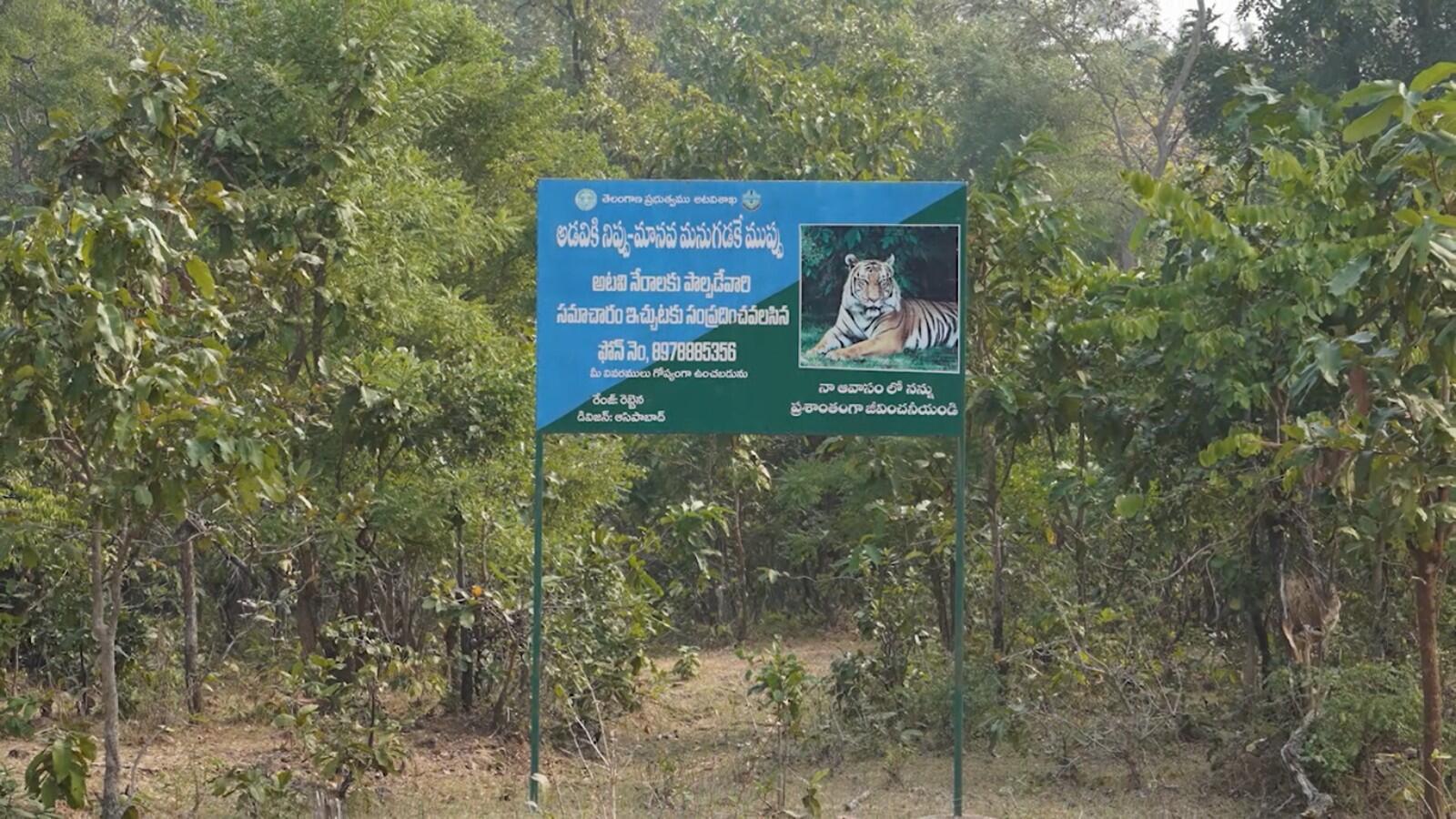 Telangana’s Kagaznagar Tiger Corridor becomes hotbed of man-animal conflict