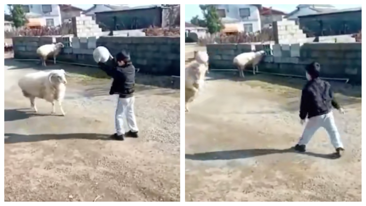 Goat soccer: Duo plays a wholesome match