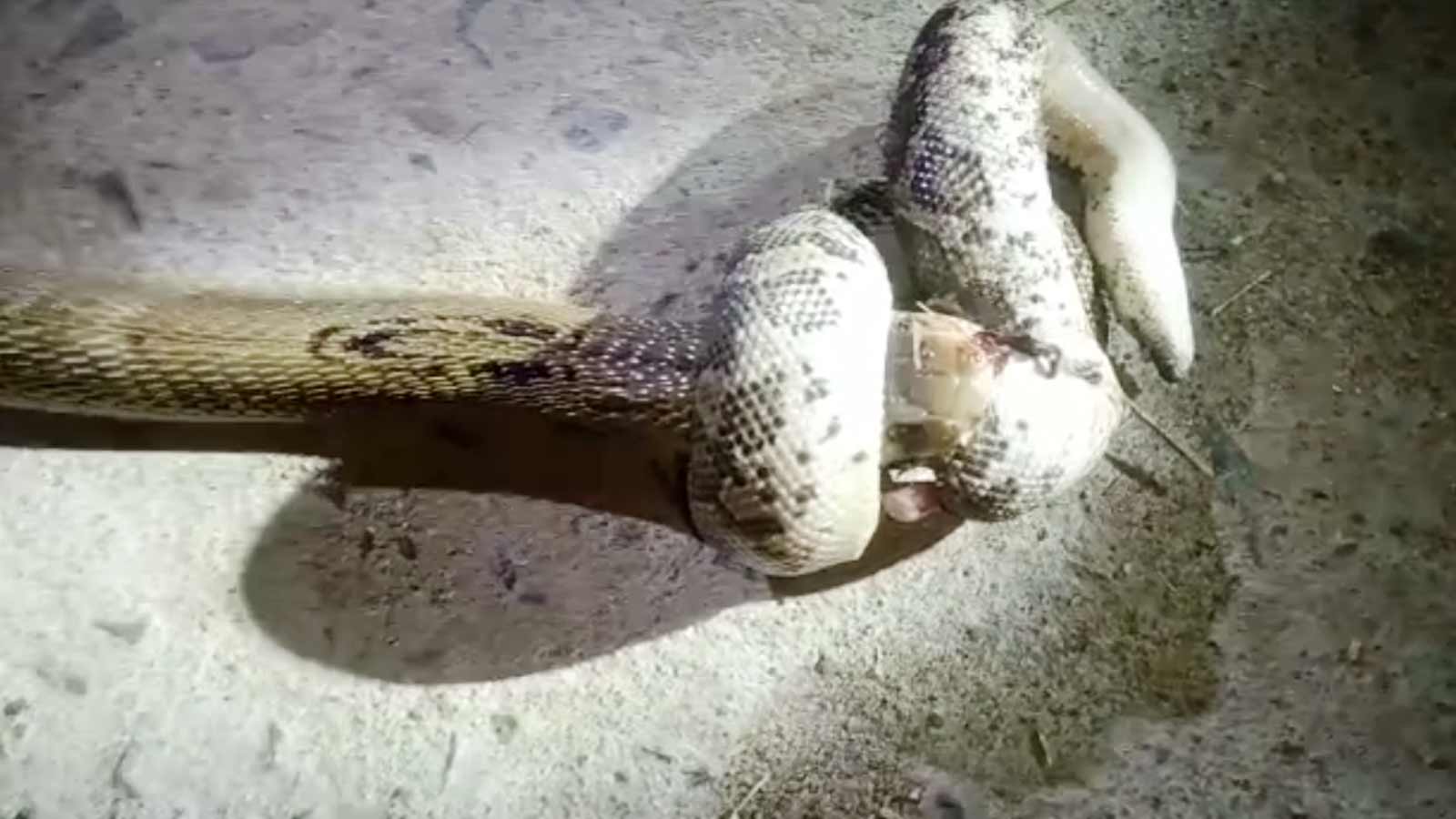 Watch: Fierce fight between 1-ft-long sand boa and 4-ft-long cobra
