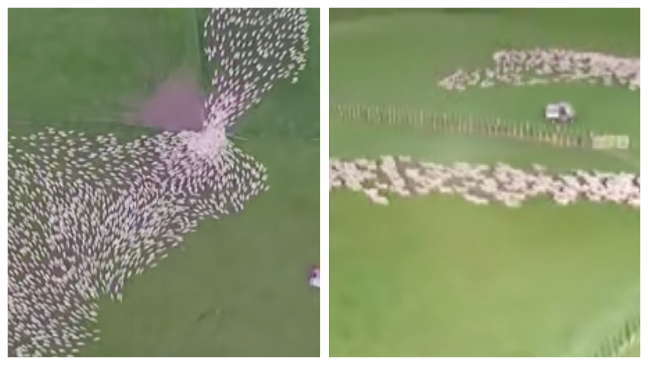 Birds-eye view of guide dogs herding sheep