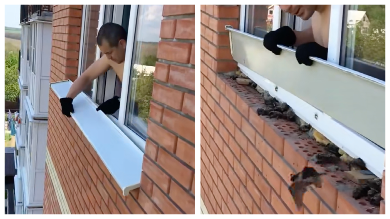 Man finds a bat infestation under his window