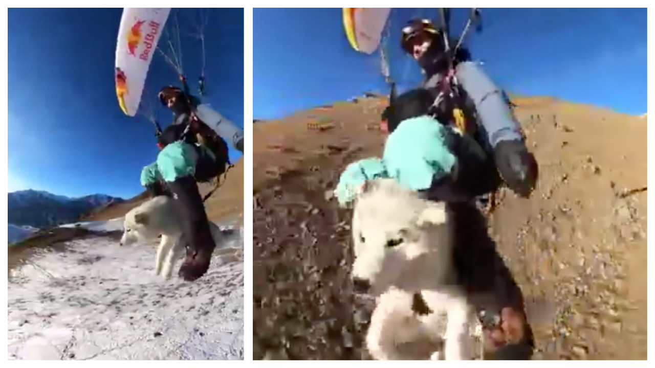 Paragliding-Dog: This dog feels free as a bird