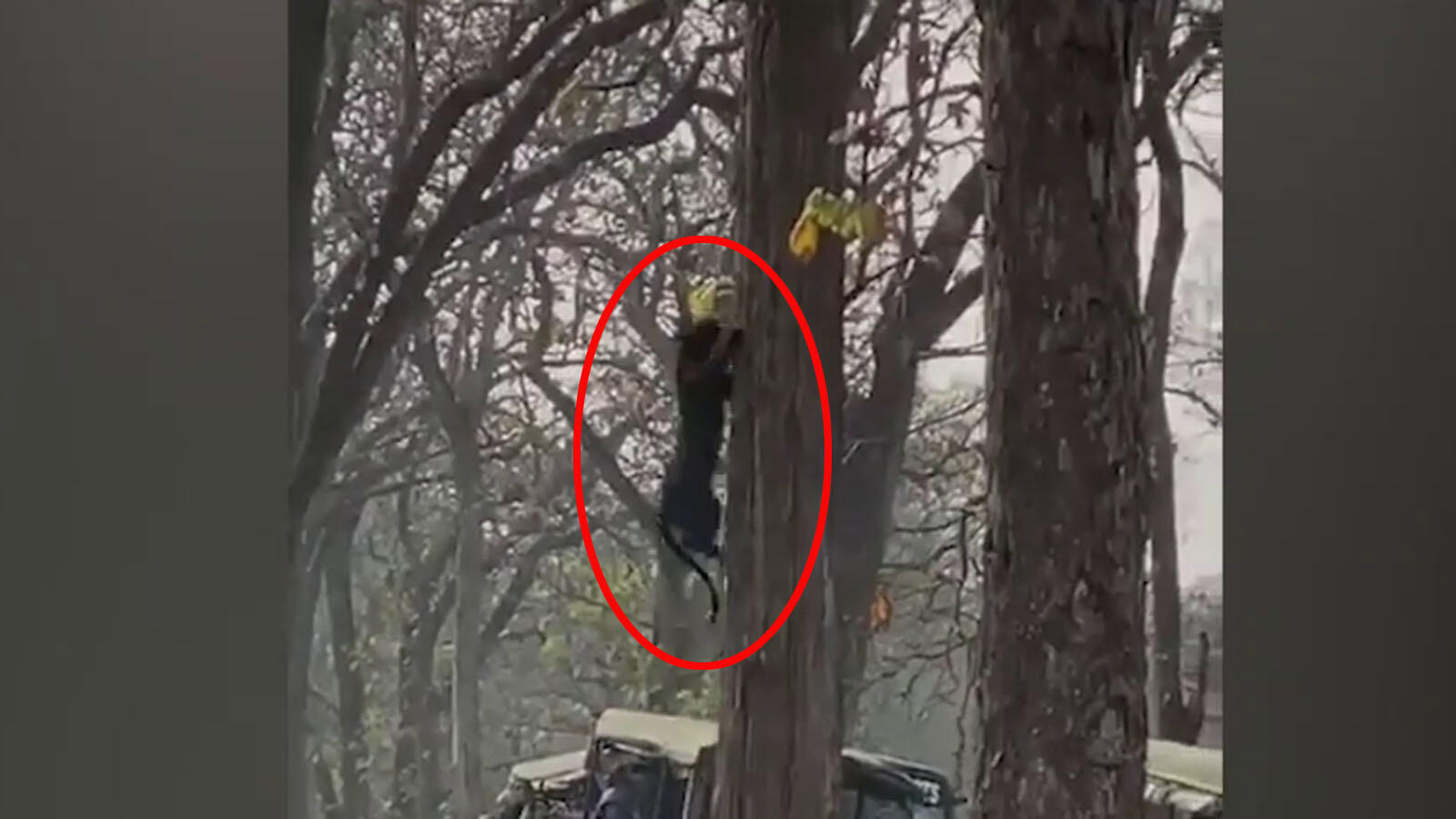 Watch: Leopard climbs tree in no time