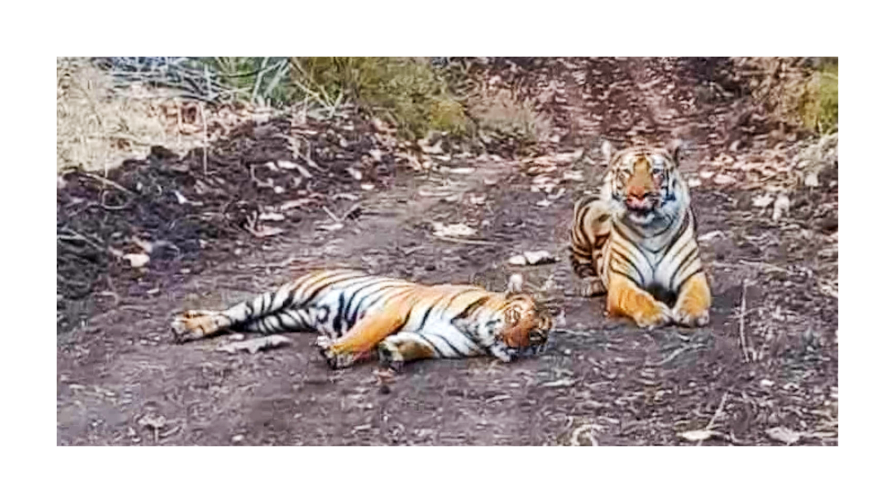 Watch: Painganga sanctuary’s 1st pair of breeding tigers in 25 years