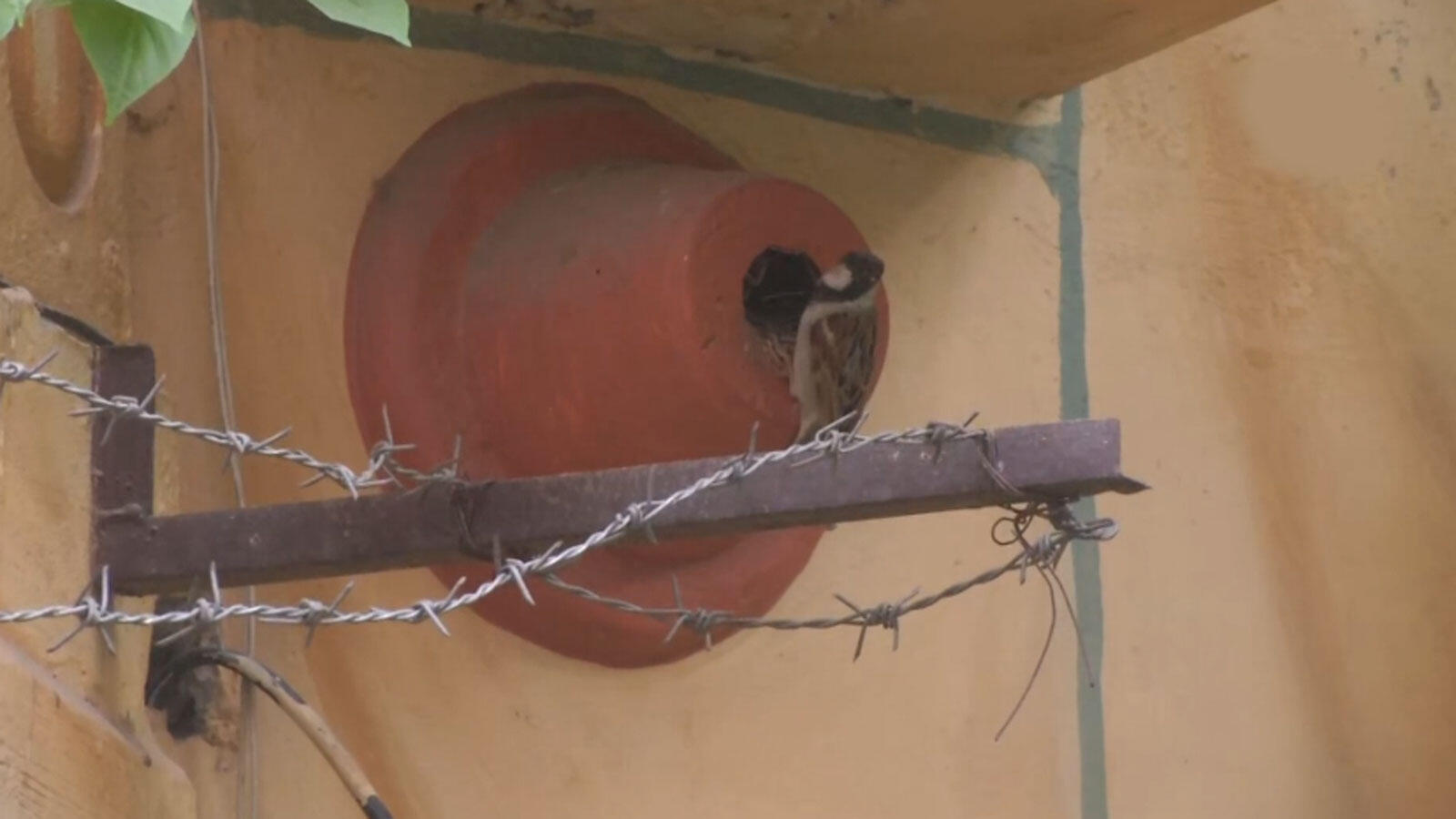 Varanasi bird lover urges people to save ‘Goraiya’ on World Sparrow Day