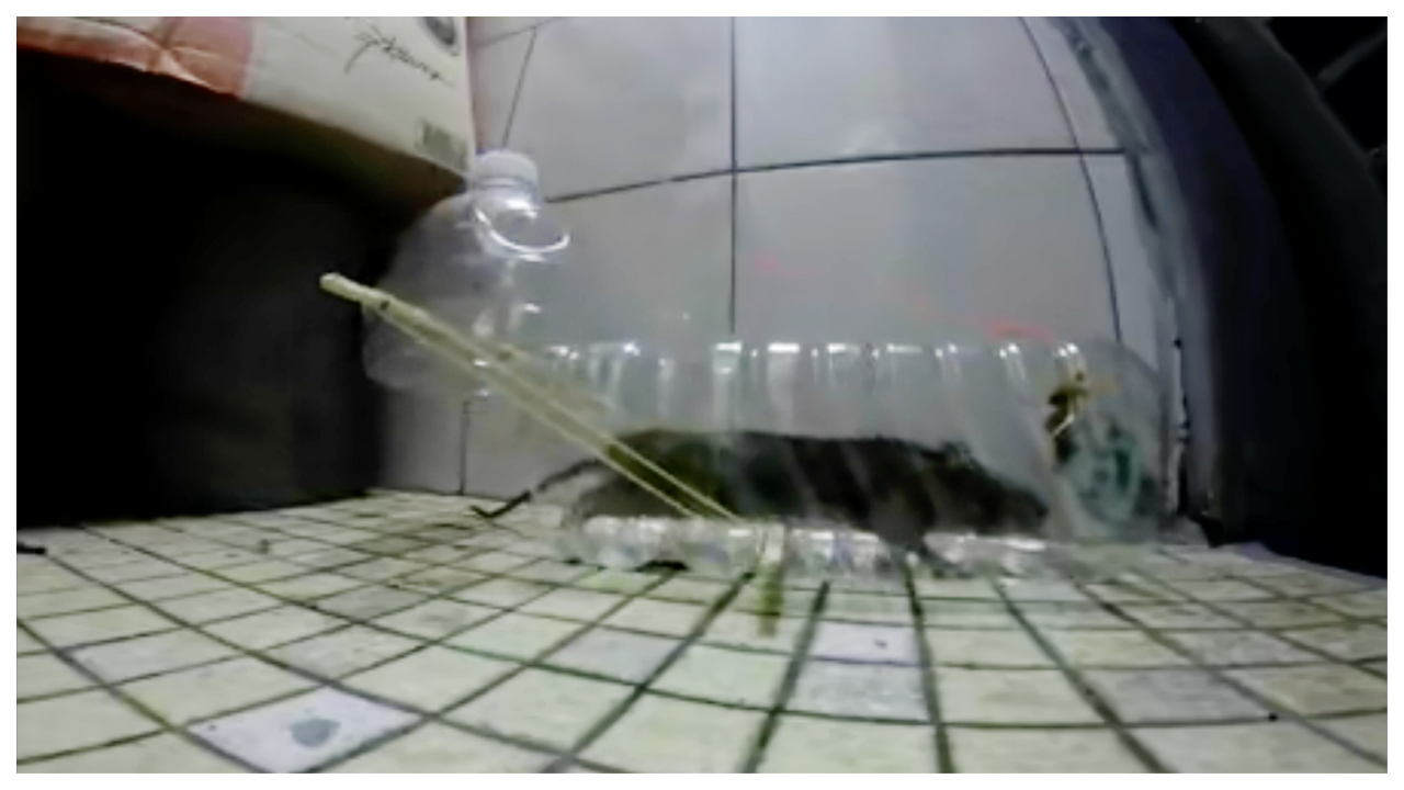 Watch: A clever DIY mouse trap