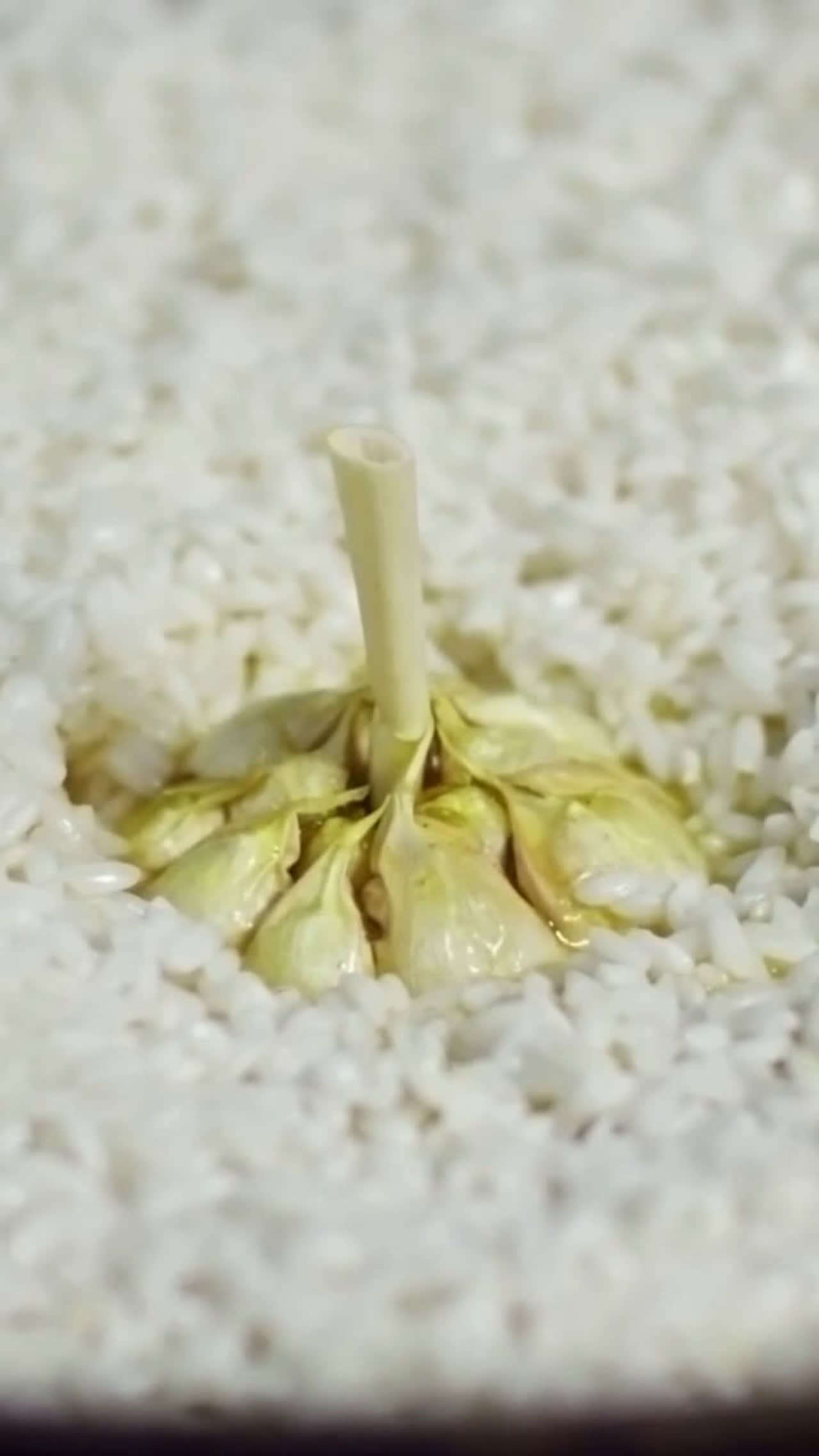 Prevent mites in rice - Times Food