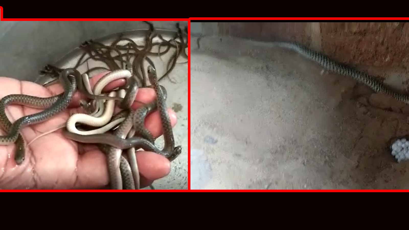 Odisha: 4-ft-long checkered keelback snake rescued