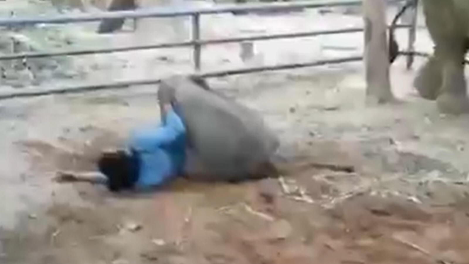 WWF love: Jumbo junior takes on mahout