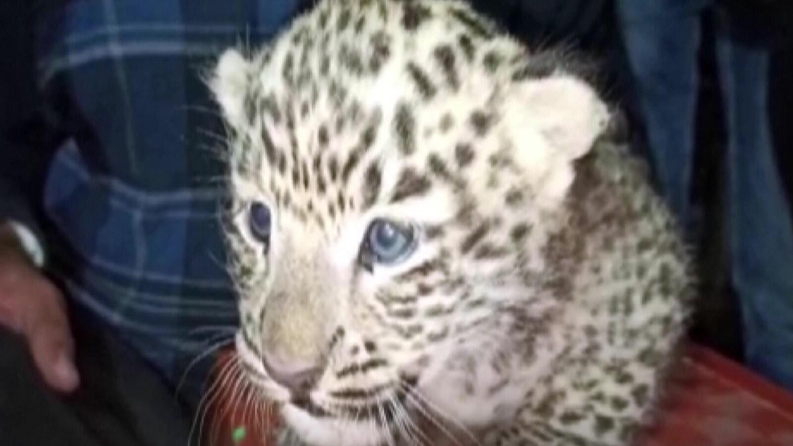 Leopard cub captured by local resident of Anantnag