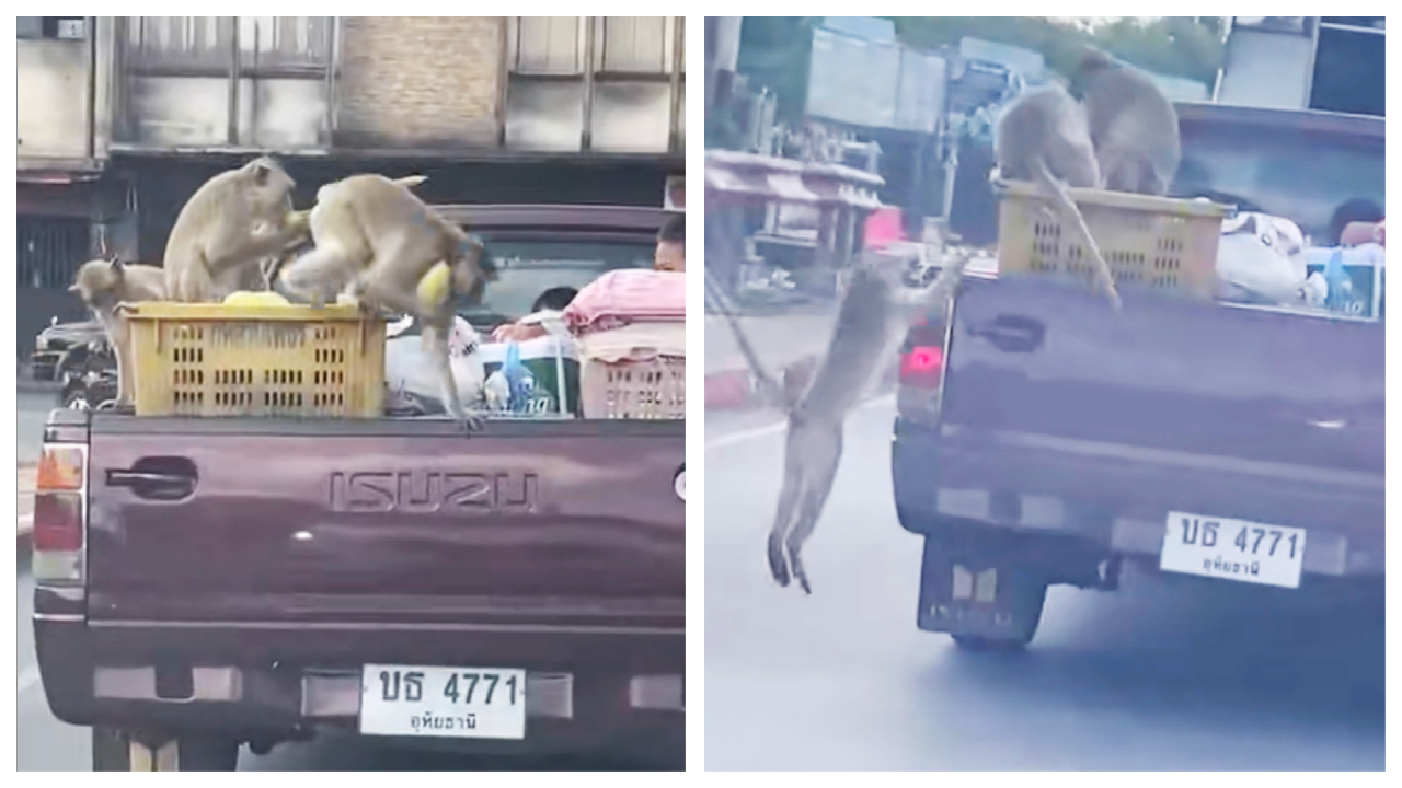 Monkey heist: Chimps commit daylight robbery