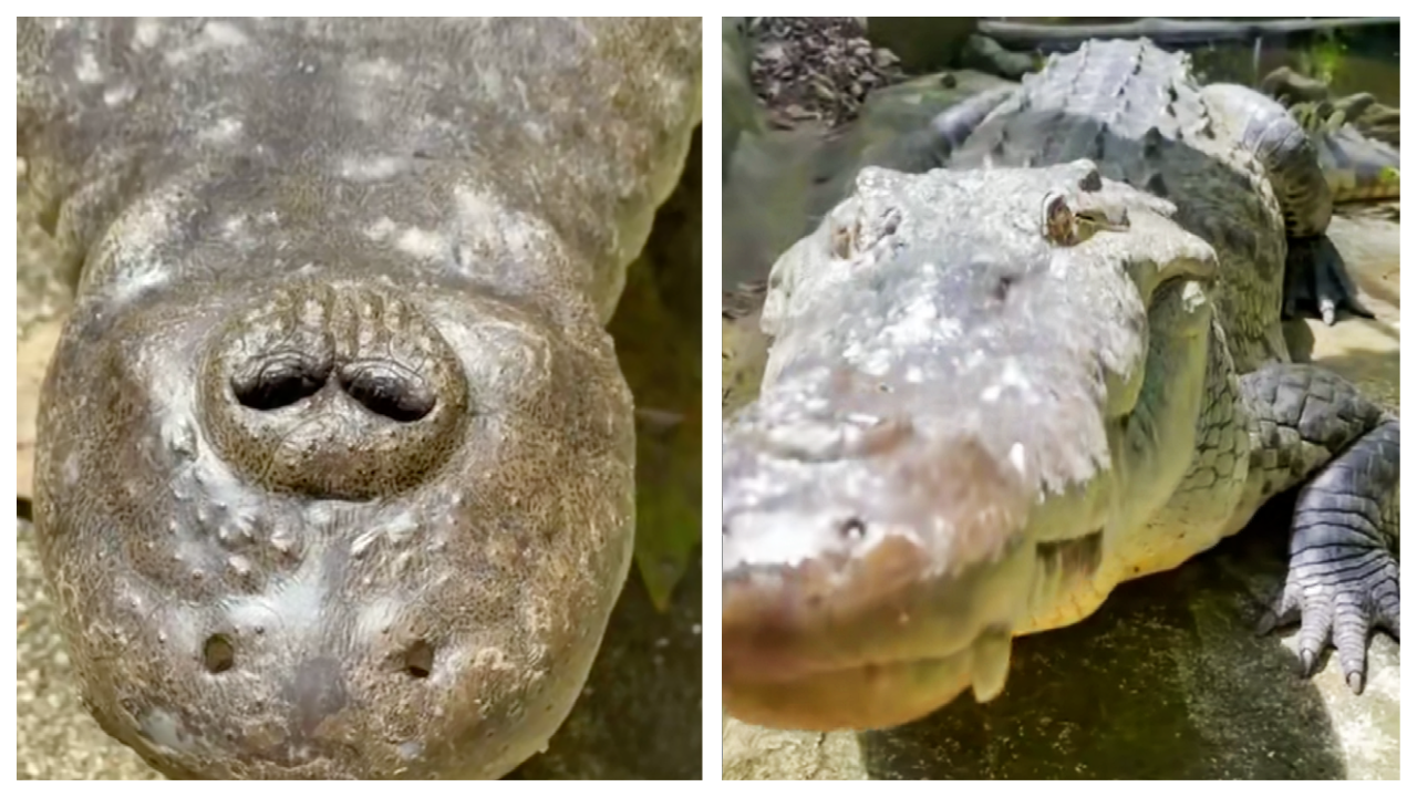 A quick lesson in crocodile anatomy