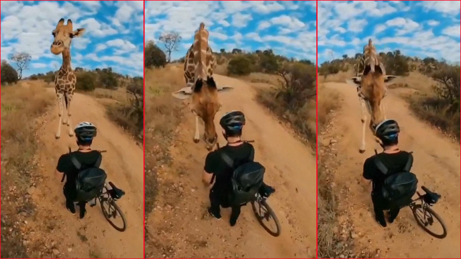 Watch: Giraffe sniffs mountain biker at a safari park in South Africa