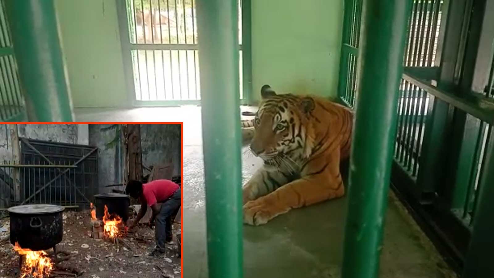 Boiled meat for animals at Indore zoo to protect them from Covid-19 ...