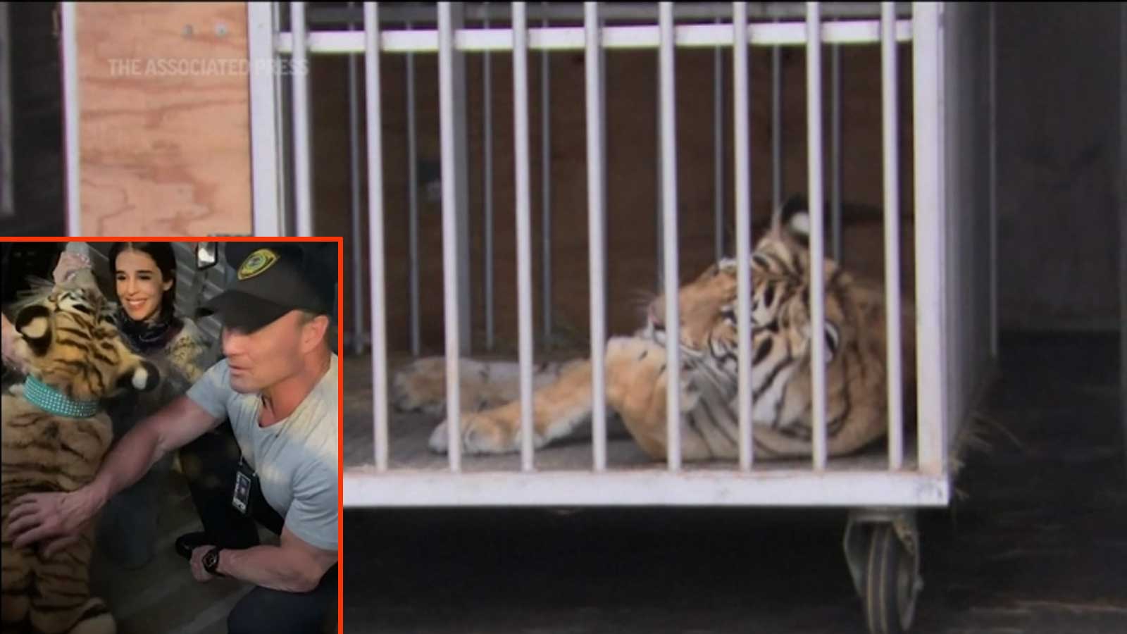 Police: Missing Texas tiger found safe, healthy
