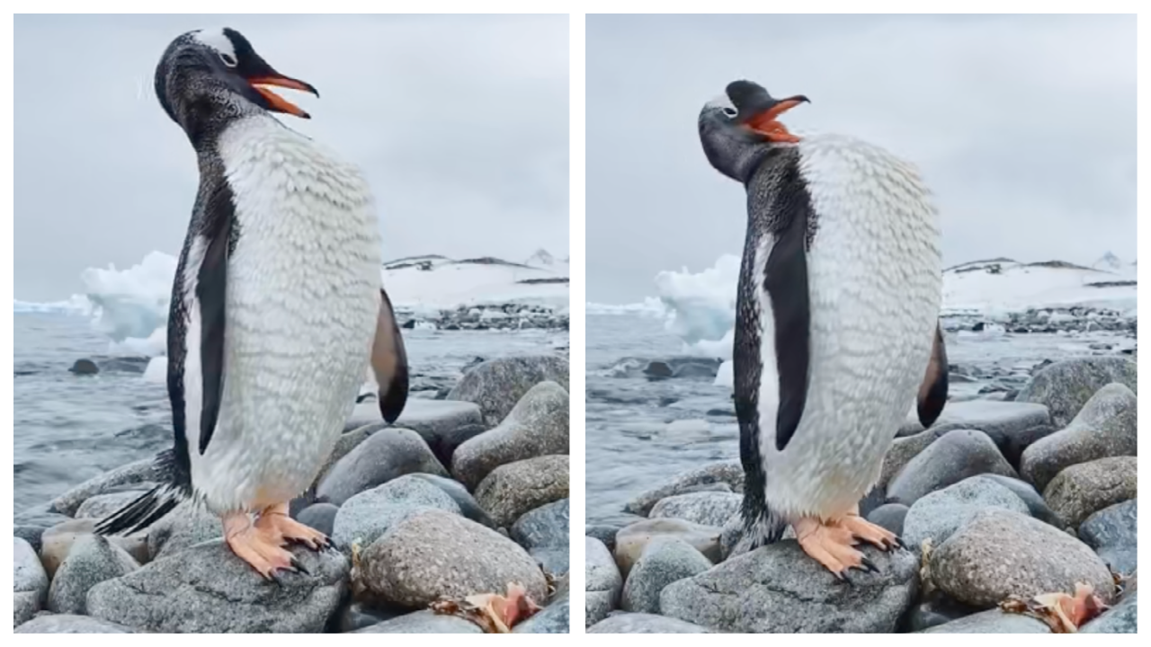 Penguin troubleshoot: An itch that can’t be scratched