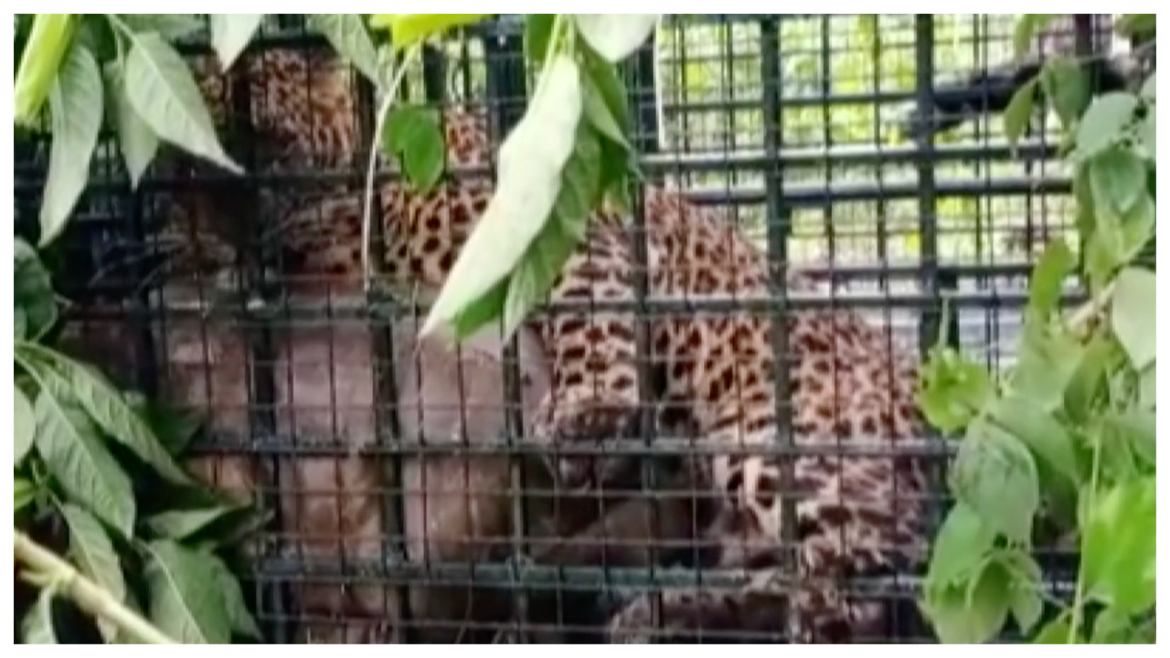 Ferocious leopard captured in Kerala’s Idukki