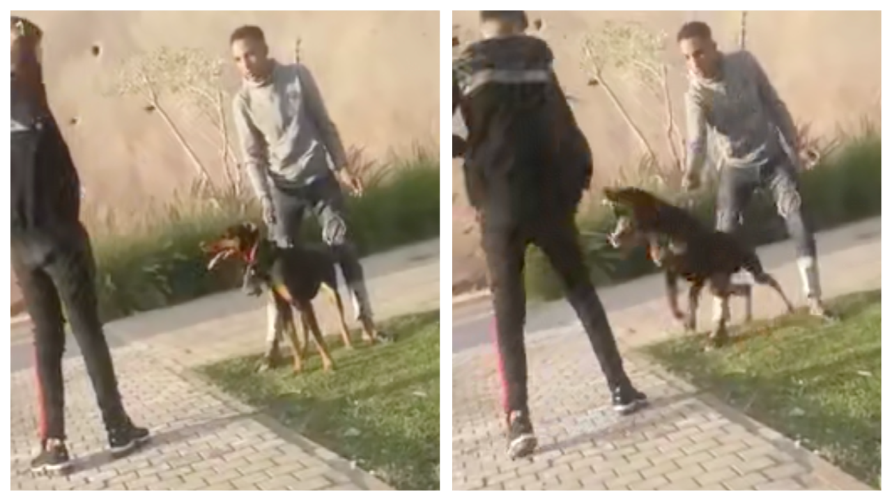 Watch: Man messes with Dobermann, regrets instantly