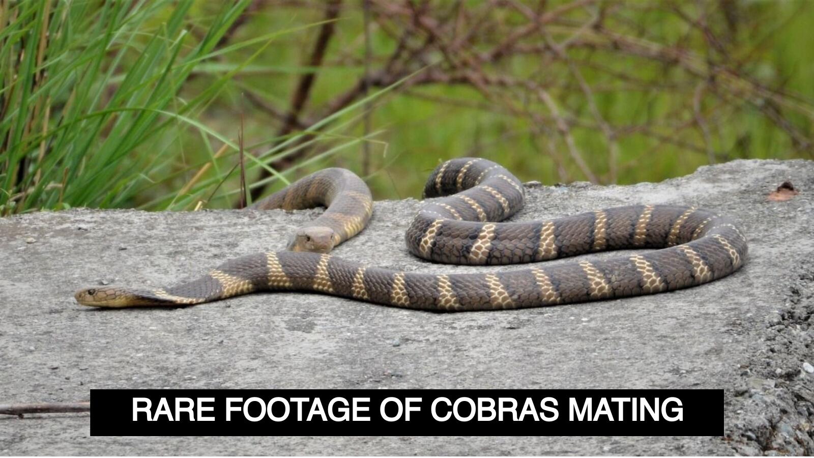 Watch: Rare video of King Cobras mating in the wild