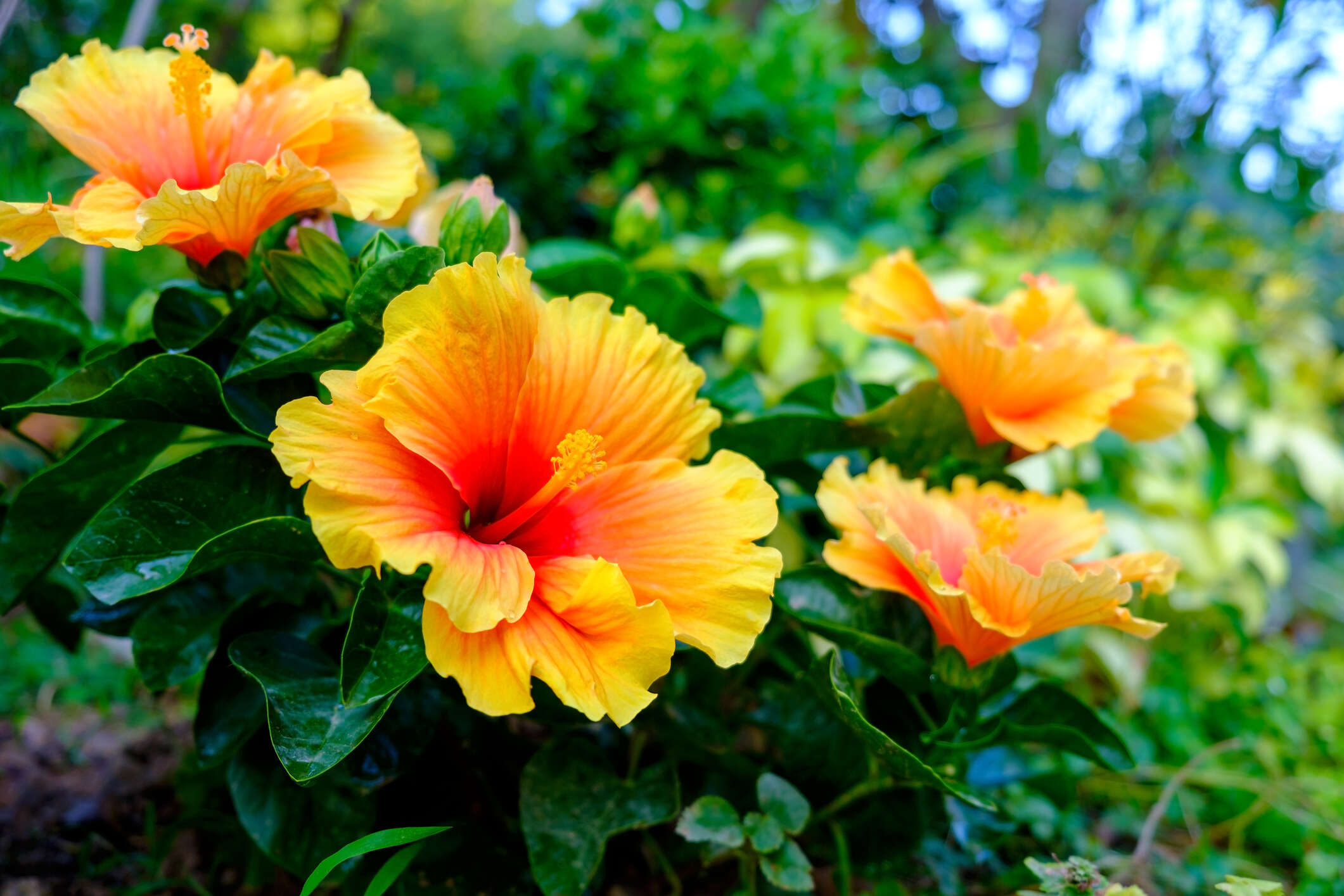 Brighten up your home garden with these gorgeous monsoon flowers ...