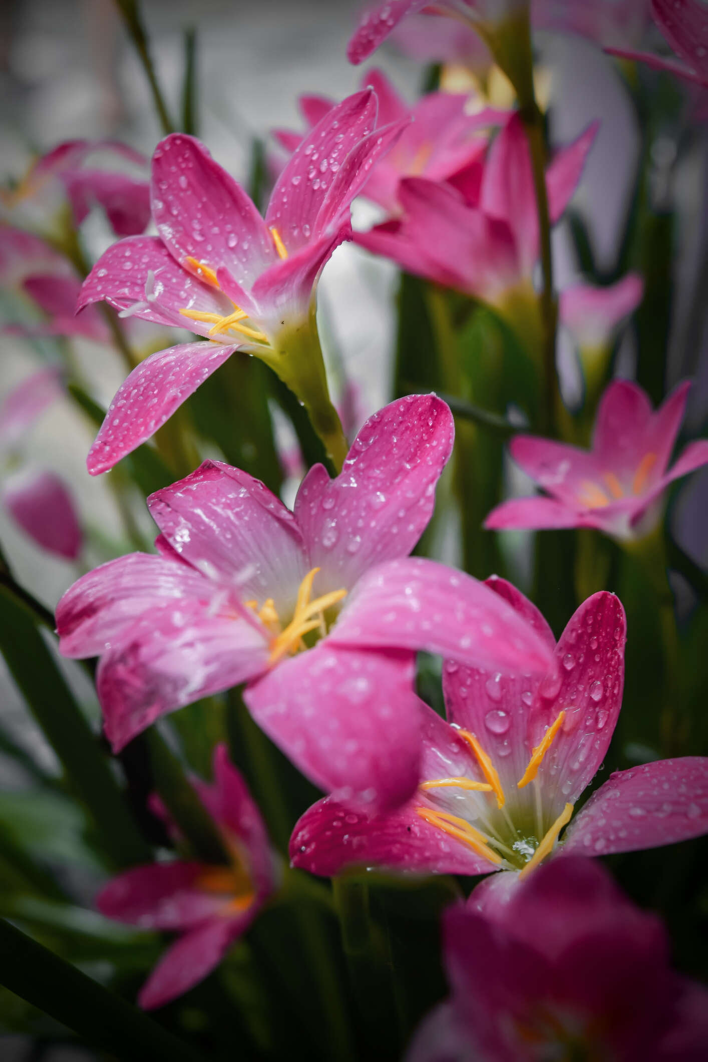 Brighten up your home garden with these gorgeous monsoon flowers ...
