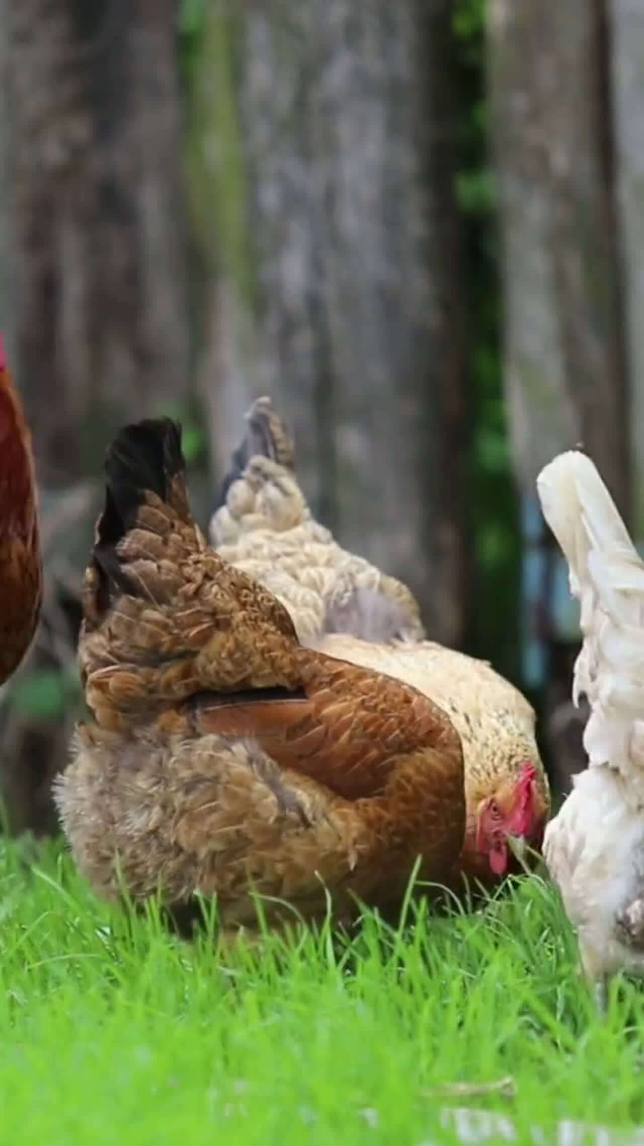 What influences the colour of yolk? - Times Food