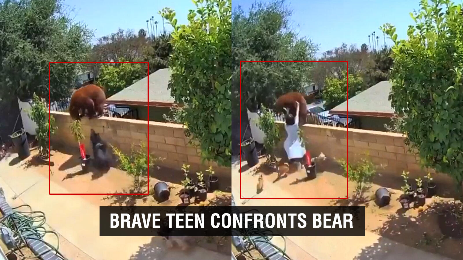 Bear attack: Viral video: Teen girl pushes bear off the wall to save ...