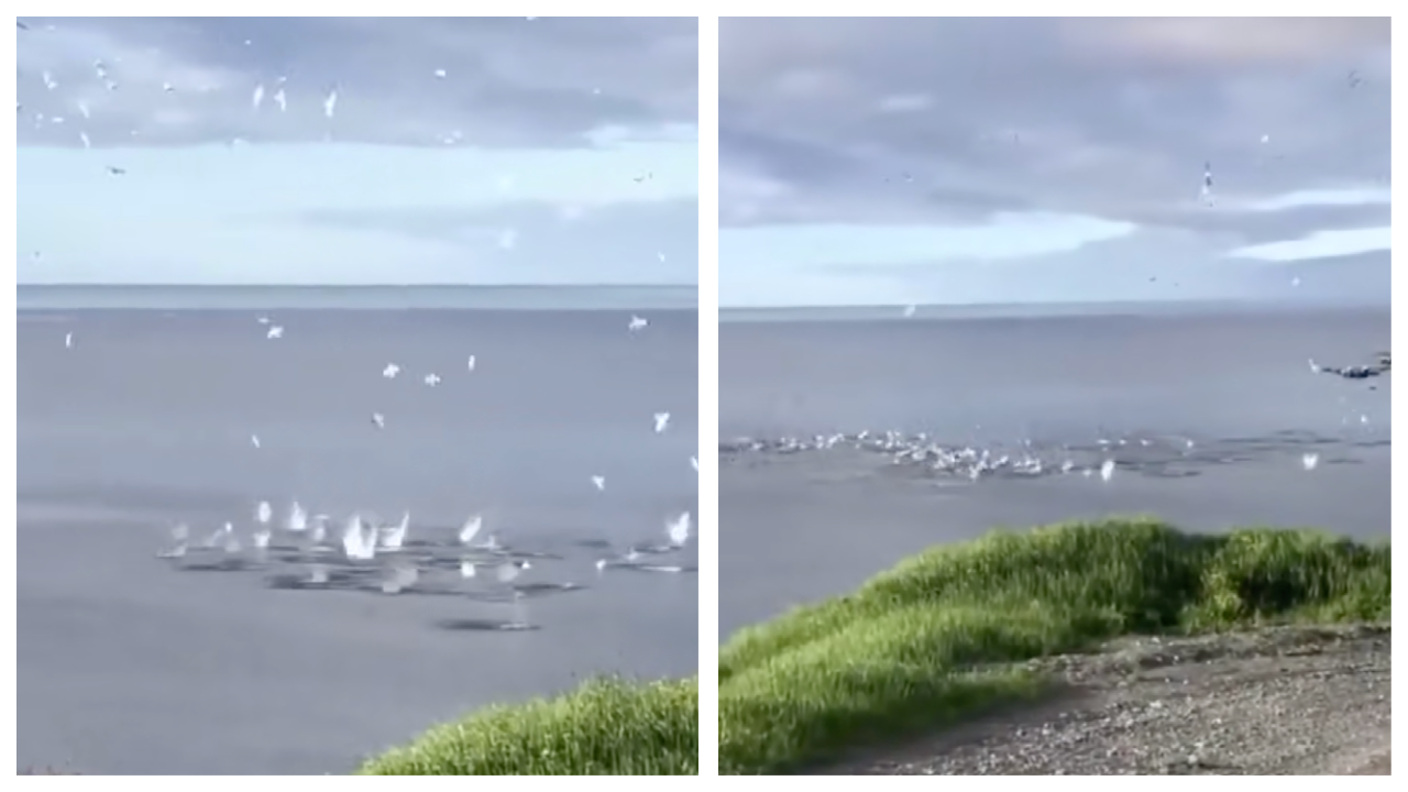 Watch: Seagulls execute a coordinated attack