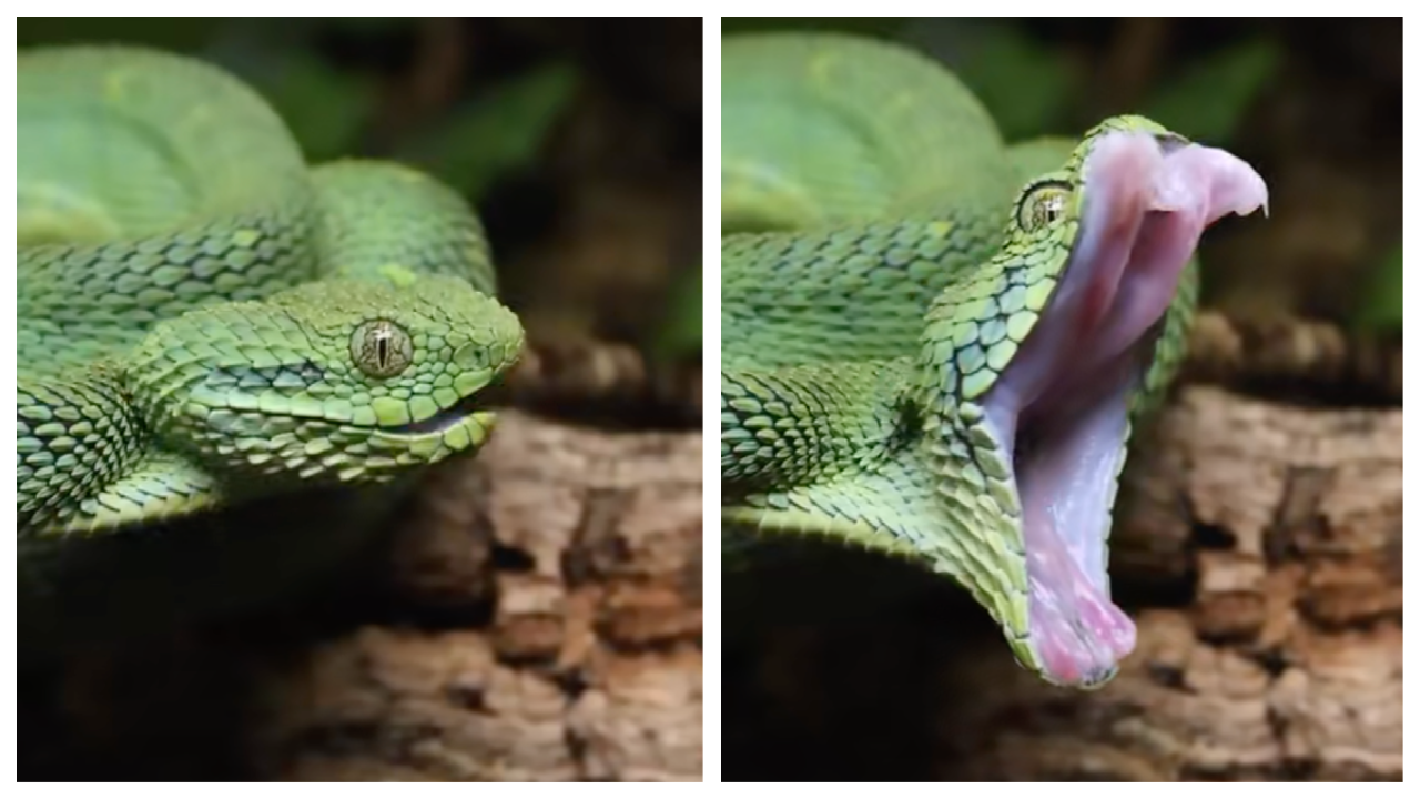 Majestic green viper does a full jaw stretch