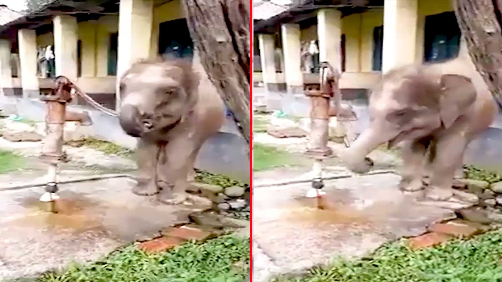 Watch: Elephant calf figures out how to use a hand pump