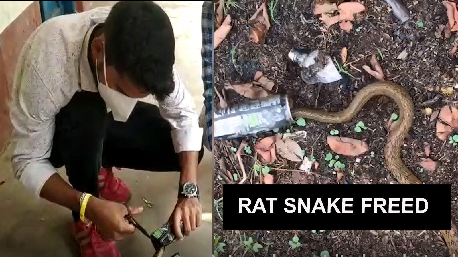 Odisha: Rat snake with head stuck in a liquor can rescued