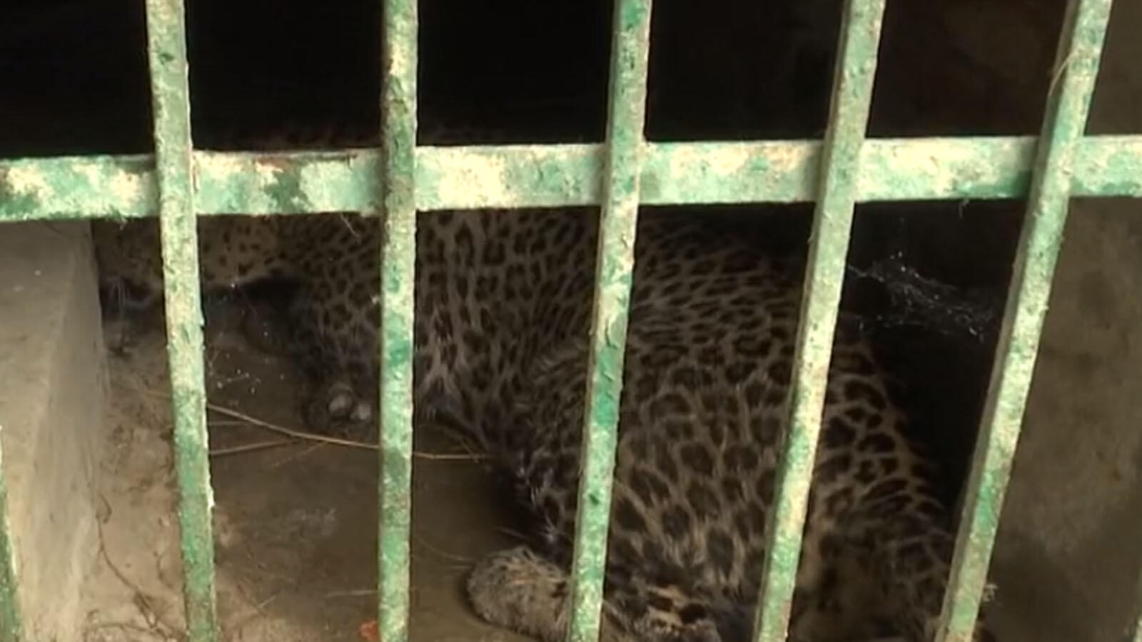 Man-eater leopard captured in Srinagar