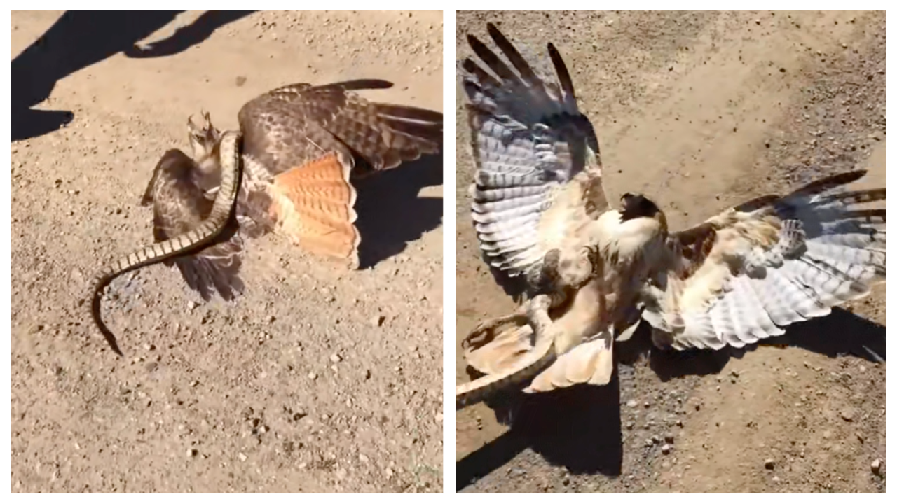 Falcon miscalculates, ends up in snake's death grip