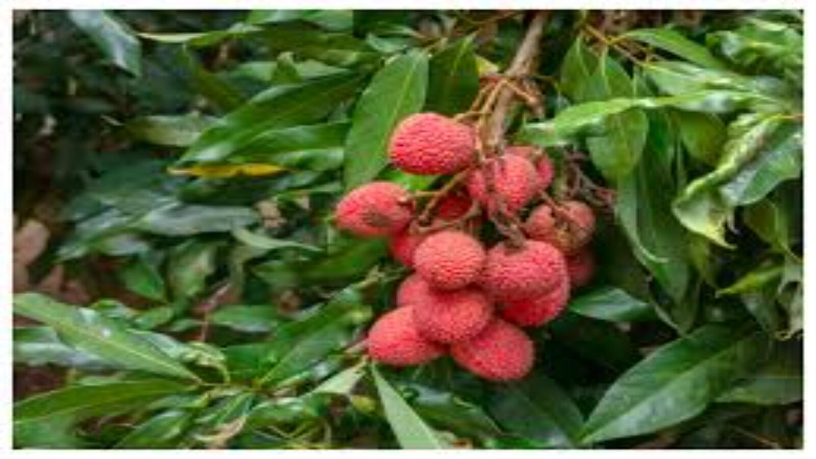 Litchi farming booms in Jammu