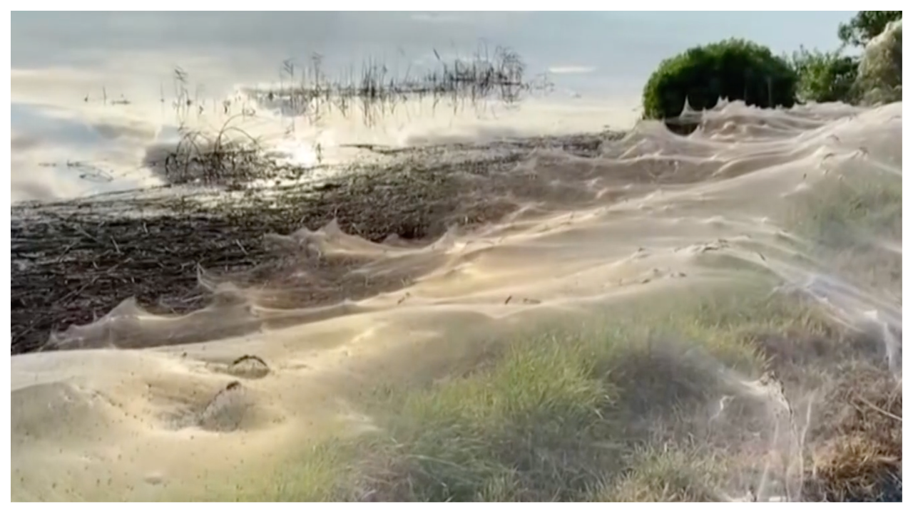 Watch: Giant spider webs blanketed a region in Australia