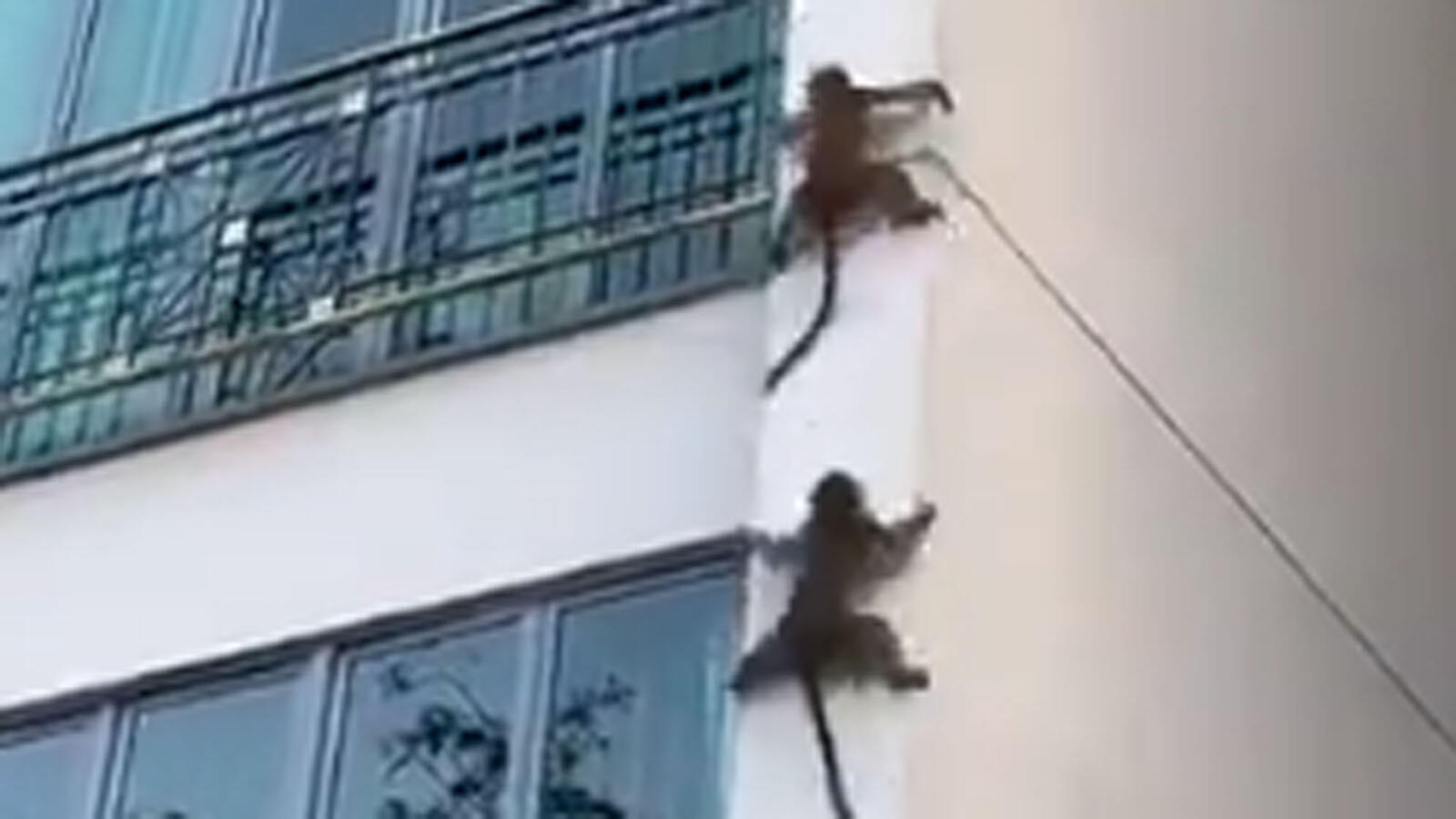These monkeys climb down wall like a professional