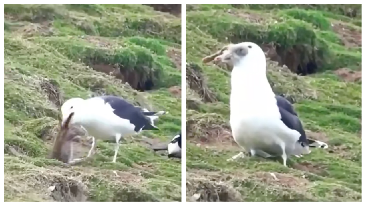 Caught on-cam: Seagull swallows rabbit whole!