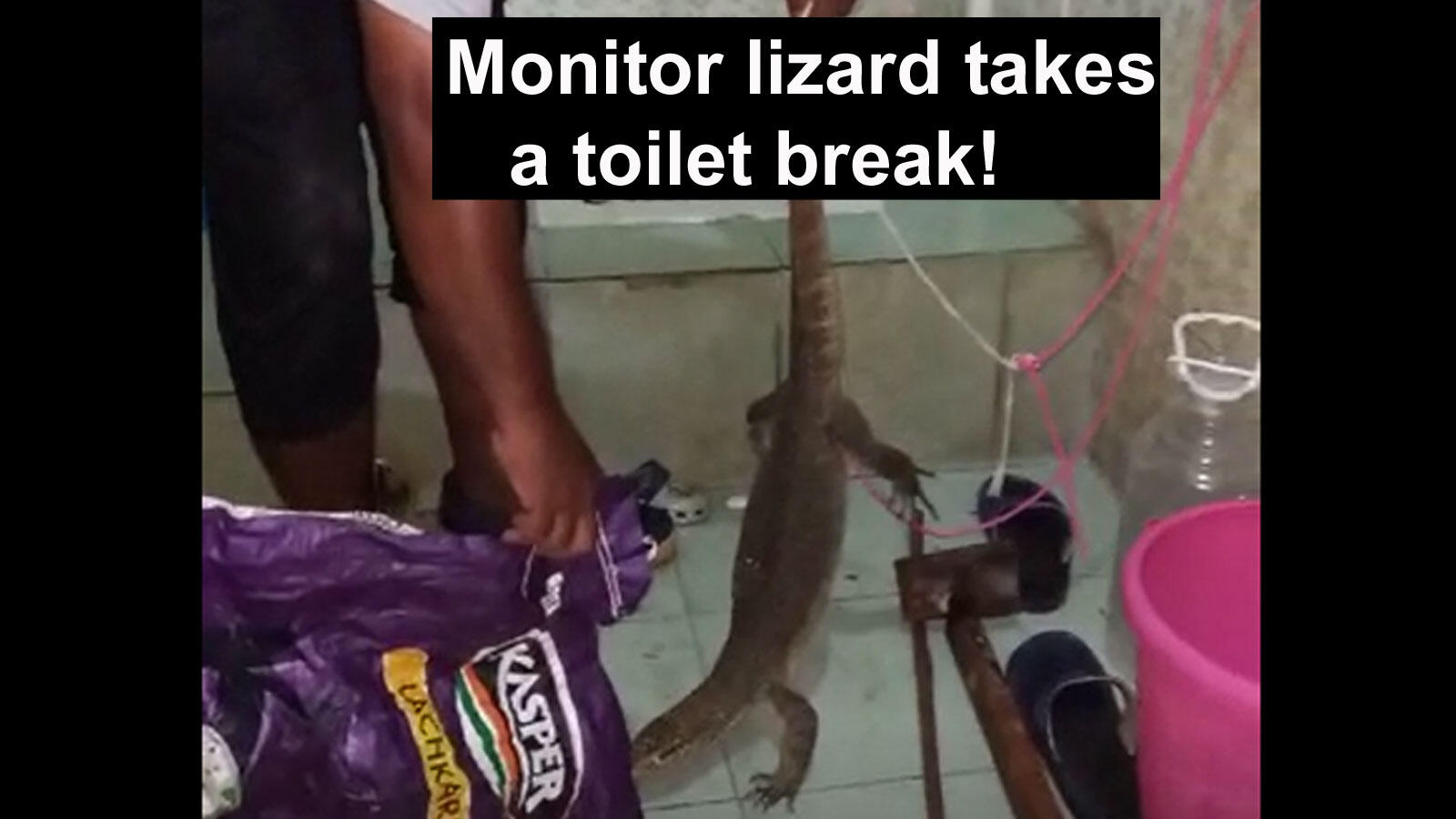 odisha: Bhubaneswar family discovers monitor lizard in toilet
