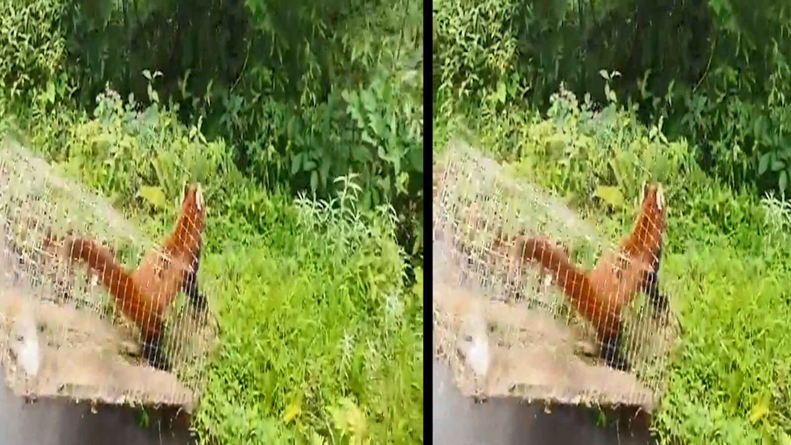 Viral Video: Watch: Rescued red panda released into Arunachal Pradesh ...
