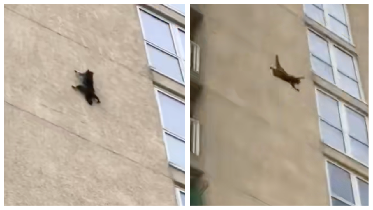 No lives to spare: Cat survives multi-story fall