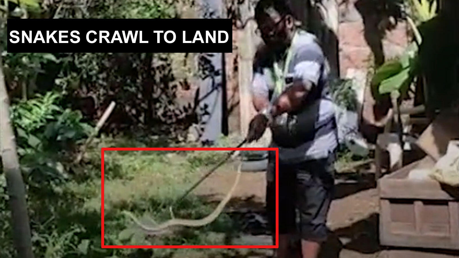 Odisha: Snake rescued from a house in Bhubaneswar