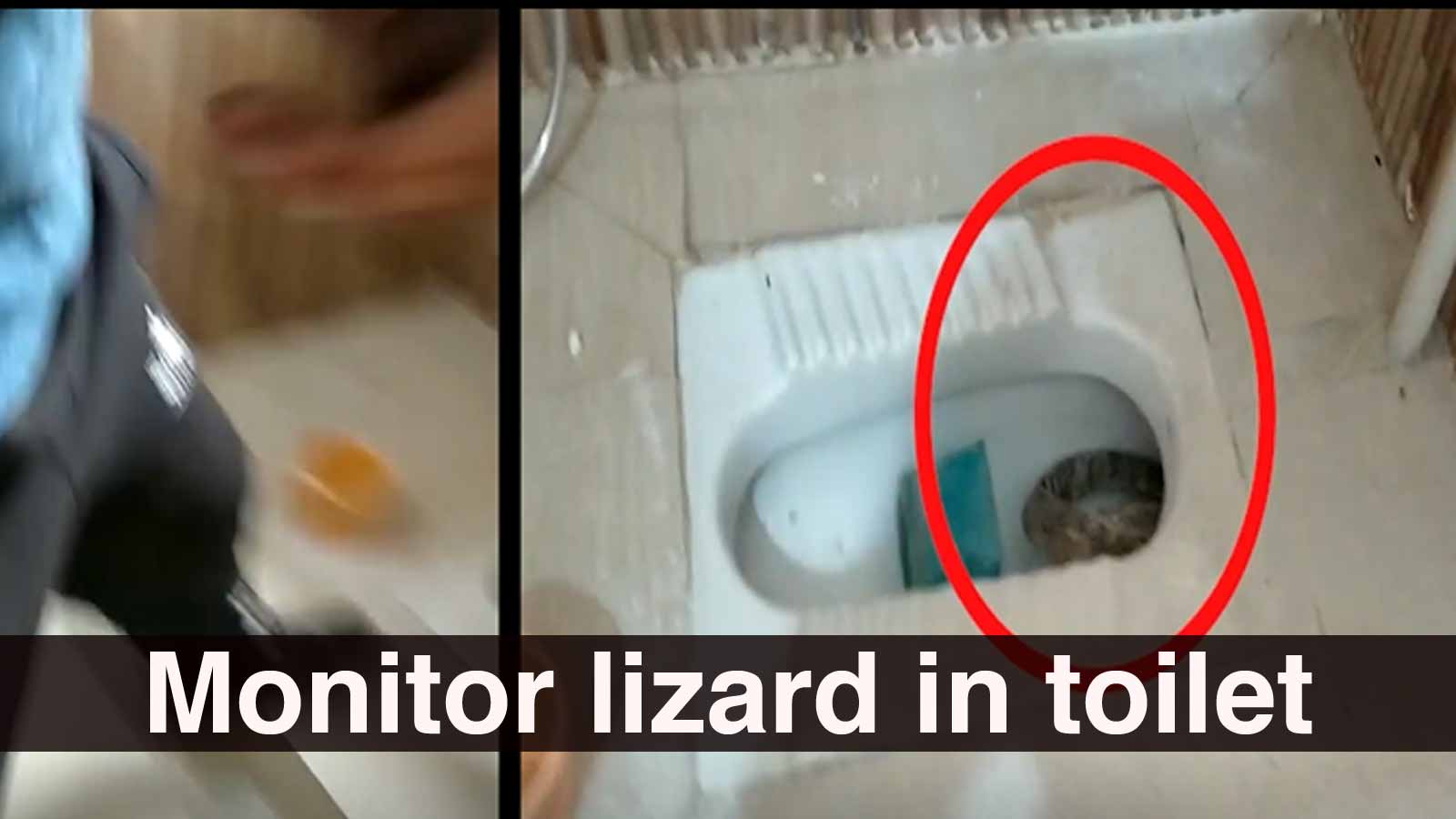 Scary: Bhubaneswar family finds monitor lizard hiding in toilet