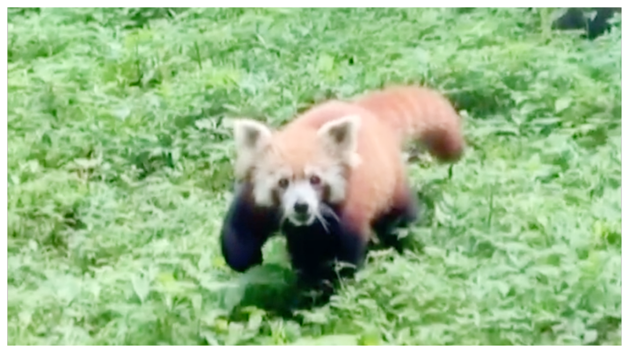 Female red panda Yeshi gives birth to cub at Darjeeling zoo