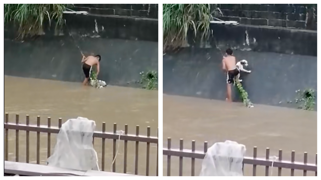 Watch: Boy saves dog from drowning in flood