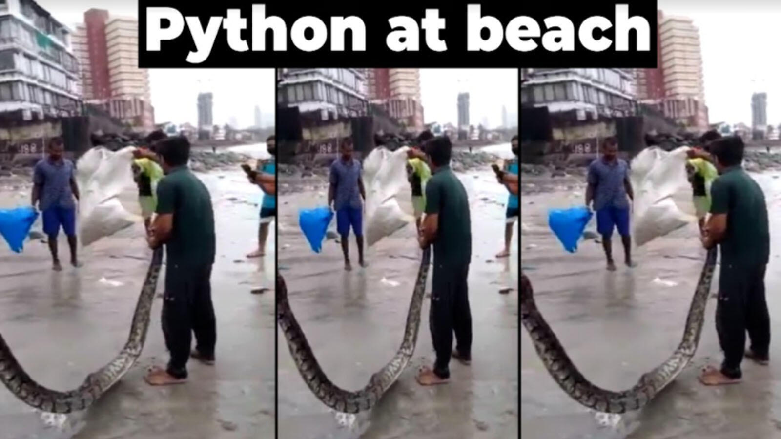 Watch: Python rescued from Mahim beach in Mumbai