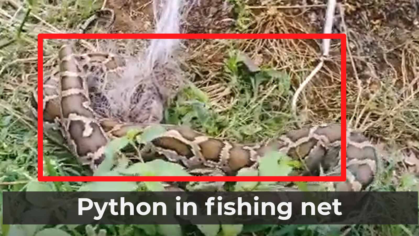 Python caught in fishing net in Odisha