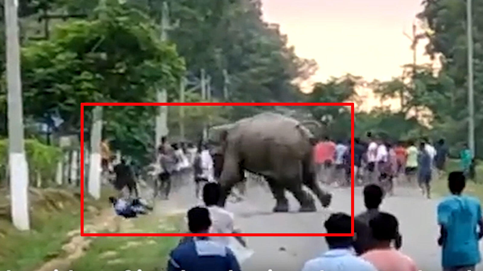 On cam: Man crushed by a Jumbo after crowd teases a herd of elephants ...
