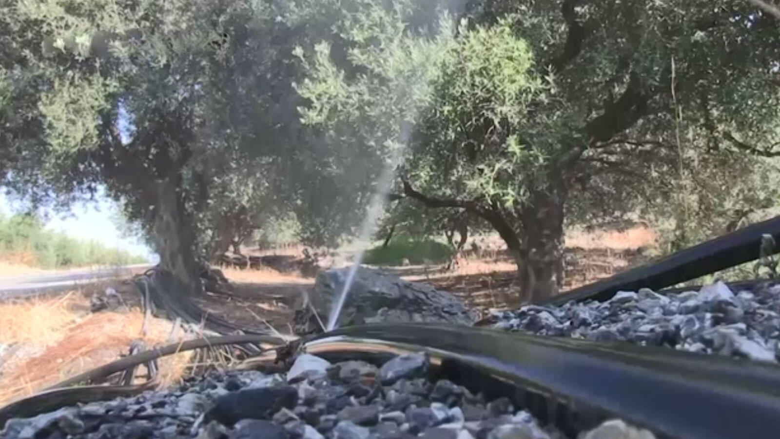 Smart irrigation helps Olive trees survive heatwave